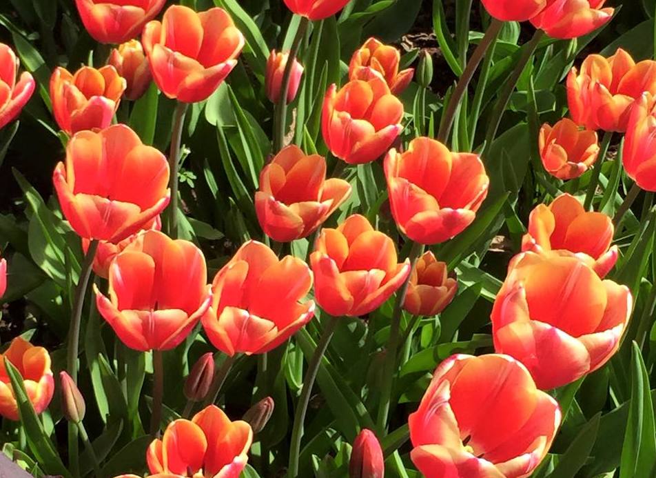 Melbourne's Top Spring Outings - Melbourne Mamma - Fashion | Food ...